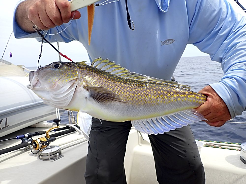 Out to the Canyon | fetchinketch