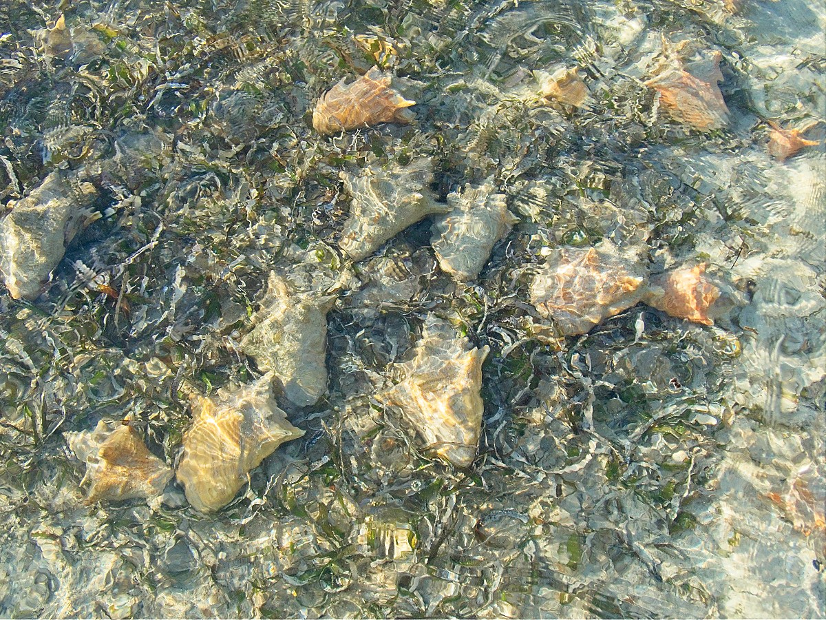 The Mighty Conch | fetchinketch